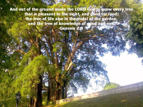 Publications The Tree Of Life – King James Bible Believers Website